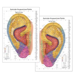 The World's Best Auriculotherapy Wall Chart - Bundle Right and Left Ear ...