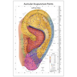 The World's Best Auriculotherapy Wall Chart - Left Ear View