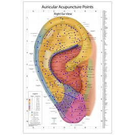 The World's Best Auriculotherapy Wall Chart - Right Ear View