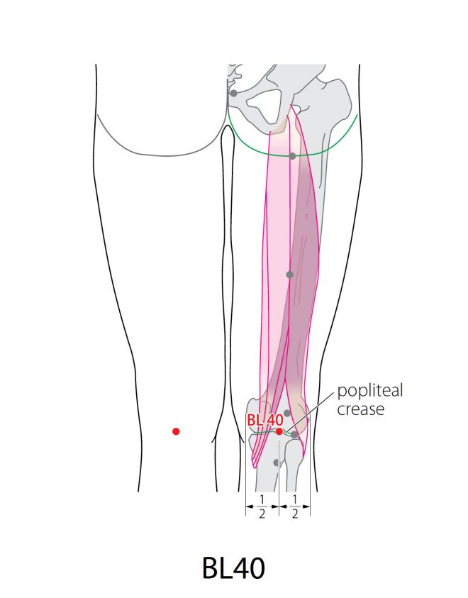 Acupuncture Point: Bladder 40 (BL 40) - Acupuncture Technology News