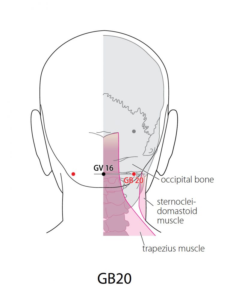 Acupuncture Point: Gallbladder 20 (GB 20) - Acupuncture Technology News