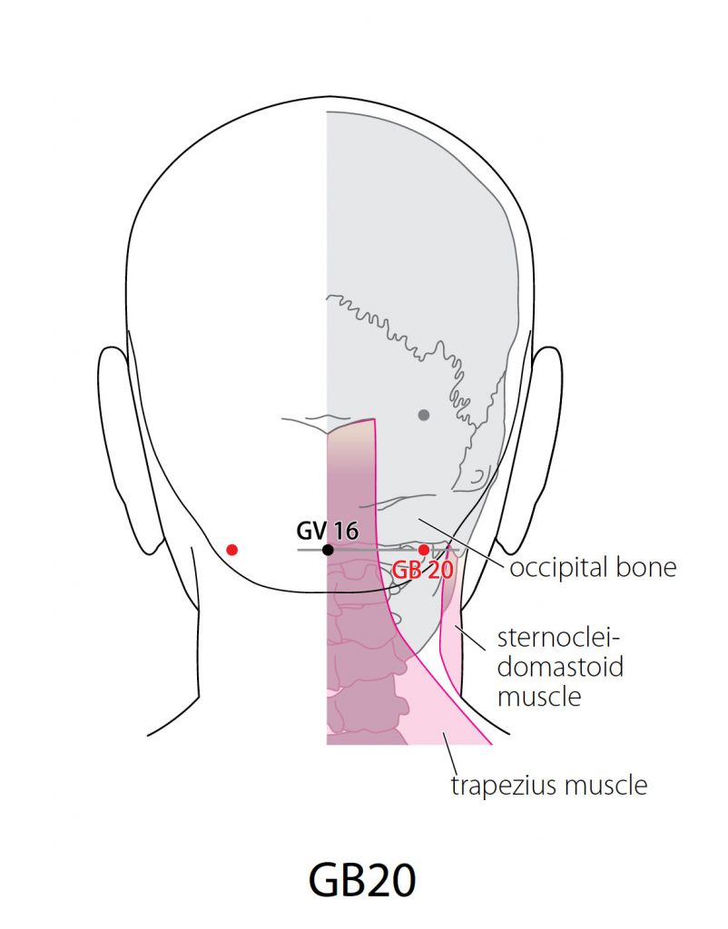 Acupuncture Point: Gallbladder 20 (GB 20) - Acupuncture Technology News