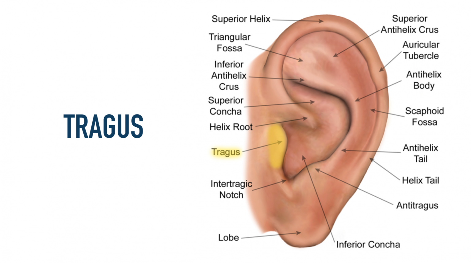 Auricular Anatomy Basics: The 7 Major Areas of the Ear