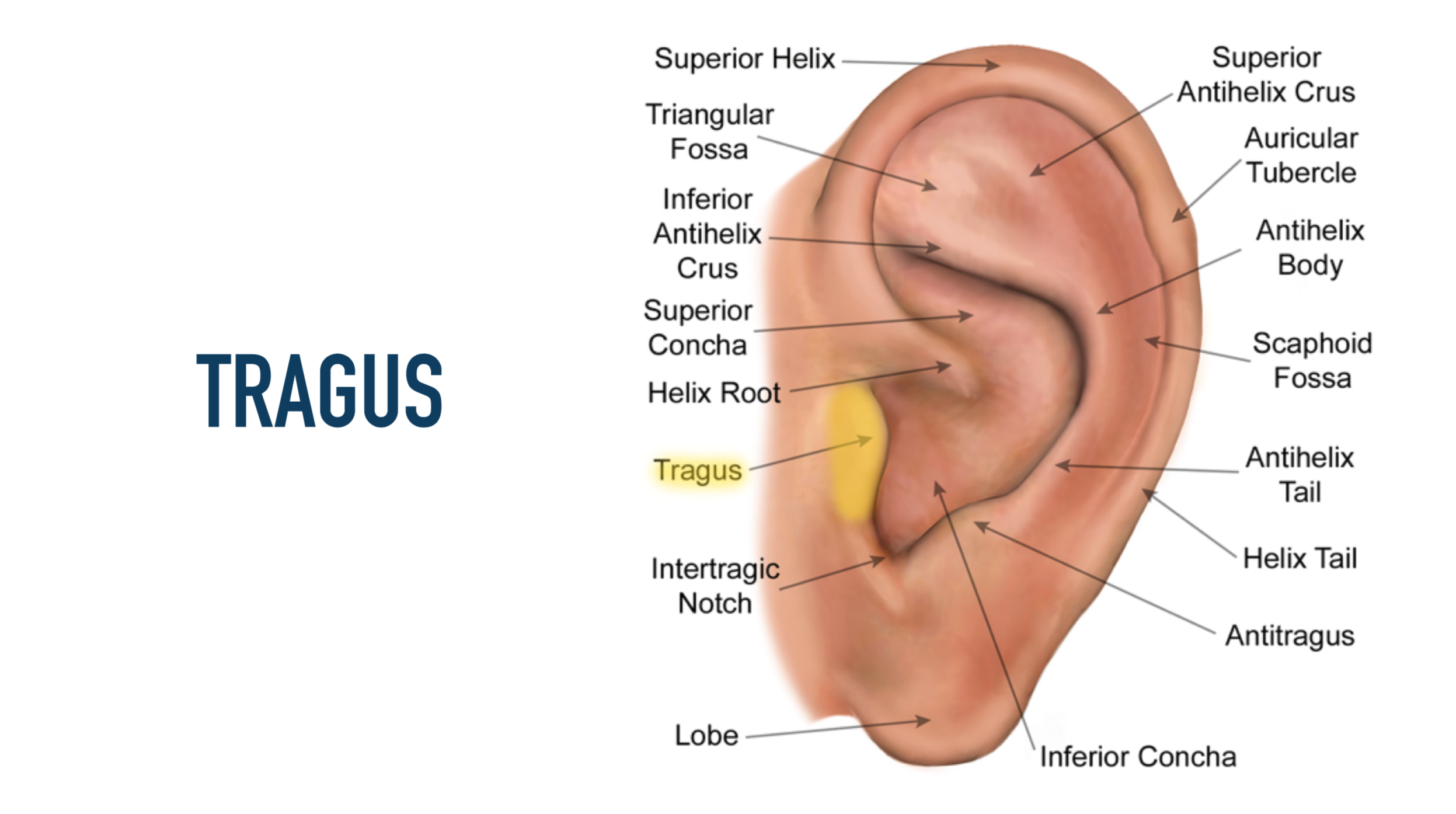 Auricular Anatomy Basics: The 7 Major Areas of the Ear