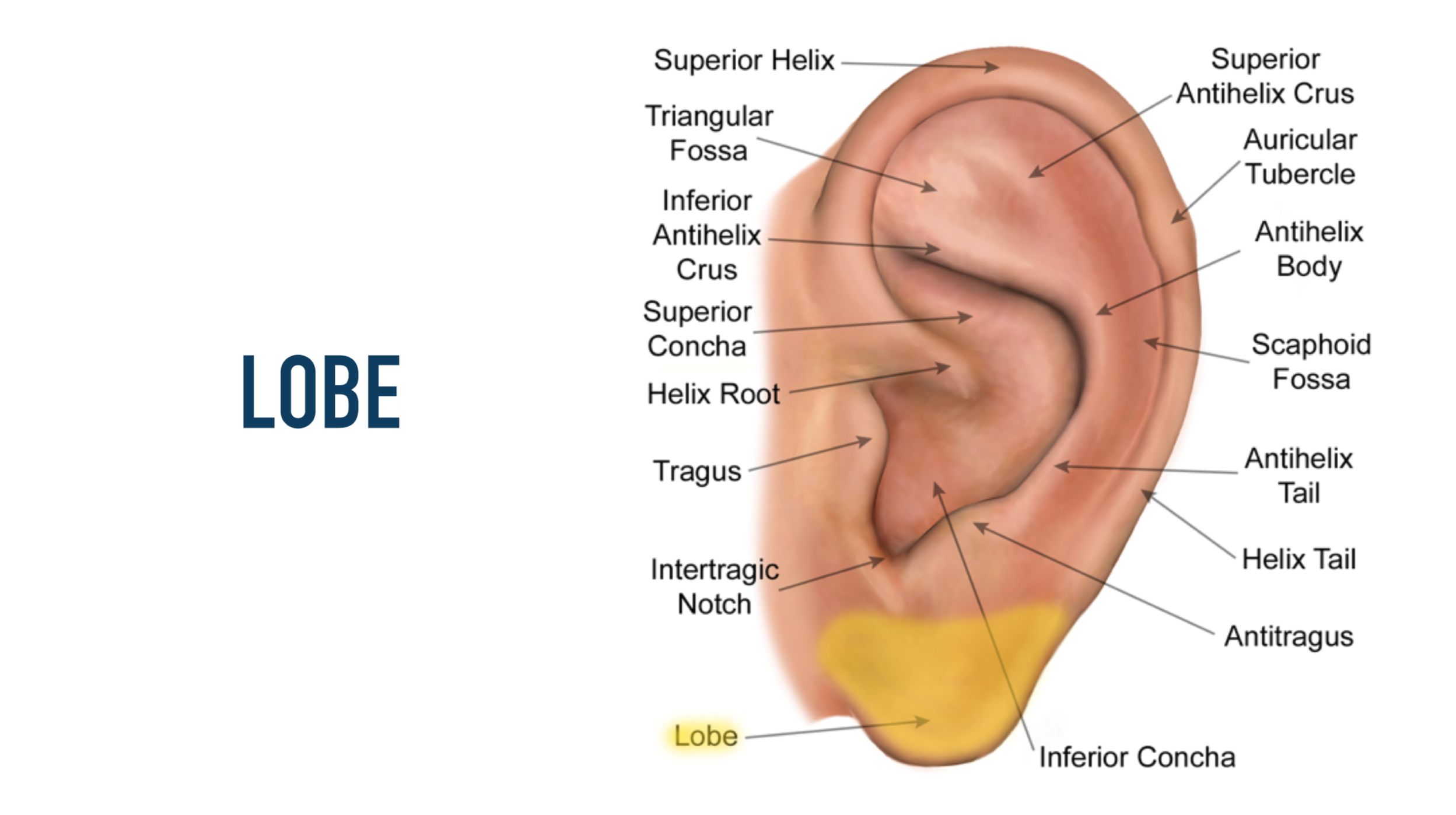 Auricular Anatomy Basics The 7 Major Areas Of The Ear