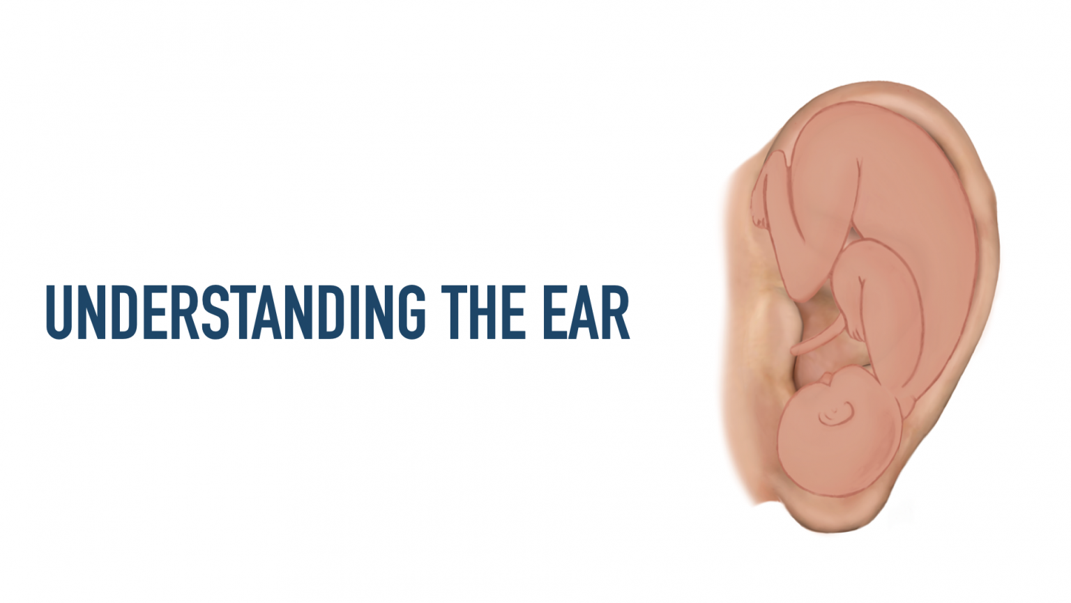 Auricular Anatomy Basics: The 7 Major Areas of the Ear