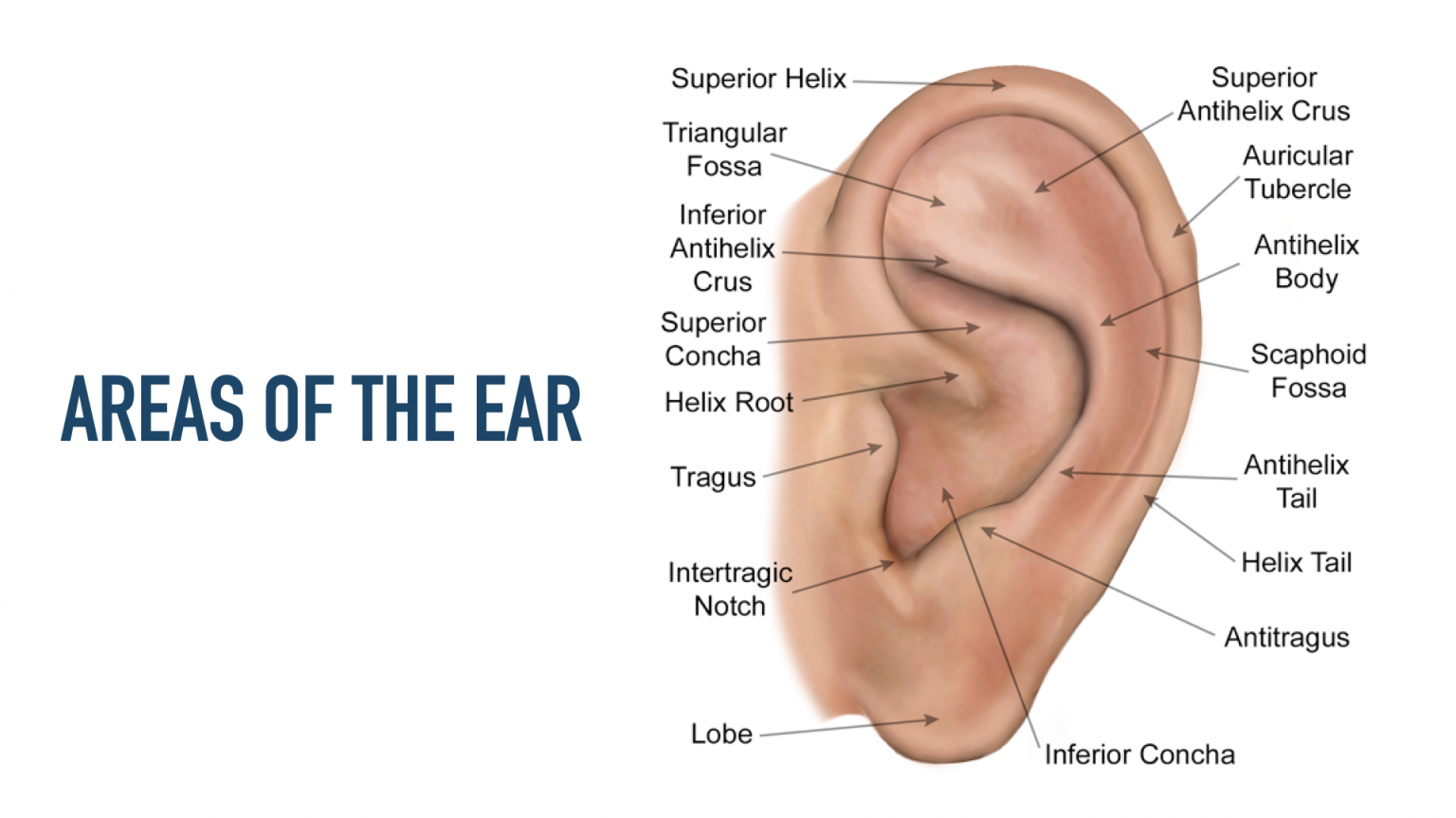 Auricular Anatomy Basics: The 7 Major Areas of the Ear