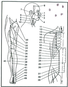 Points PC - Acupuncture Reference Software on your Computer